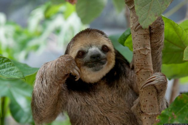 Los 10 animales más lentos del mundo