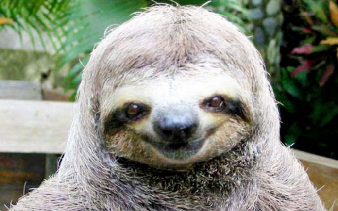 Los 10 animales más lentos del mundo