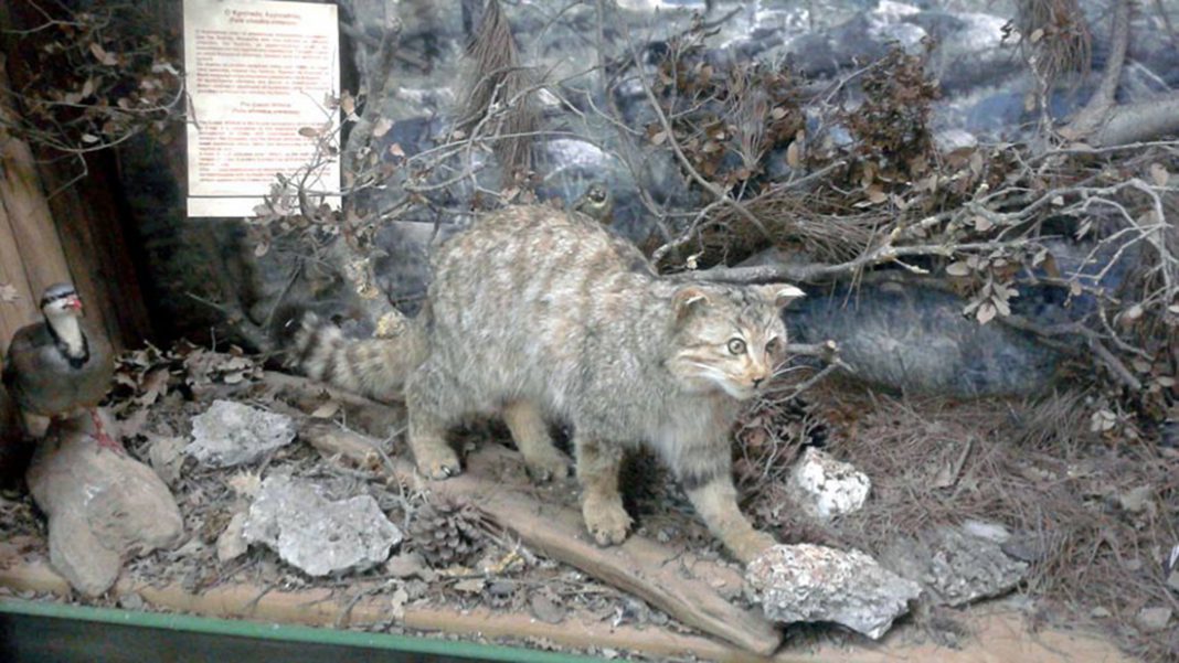 Científicos hallan en Grecia ejemplar de gato salvaje que se creía extinto