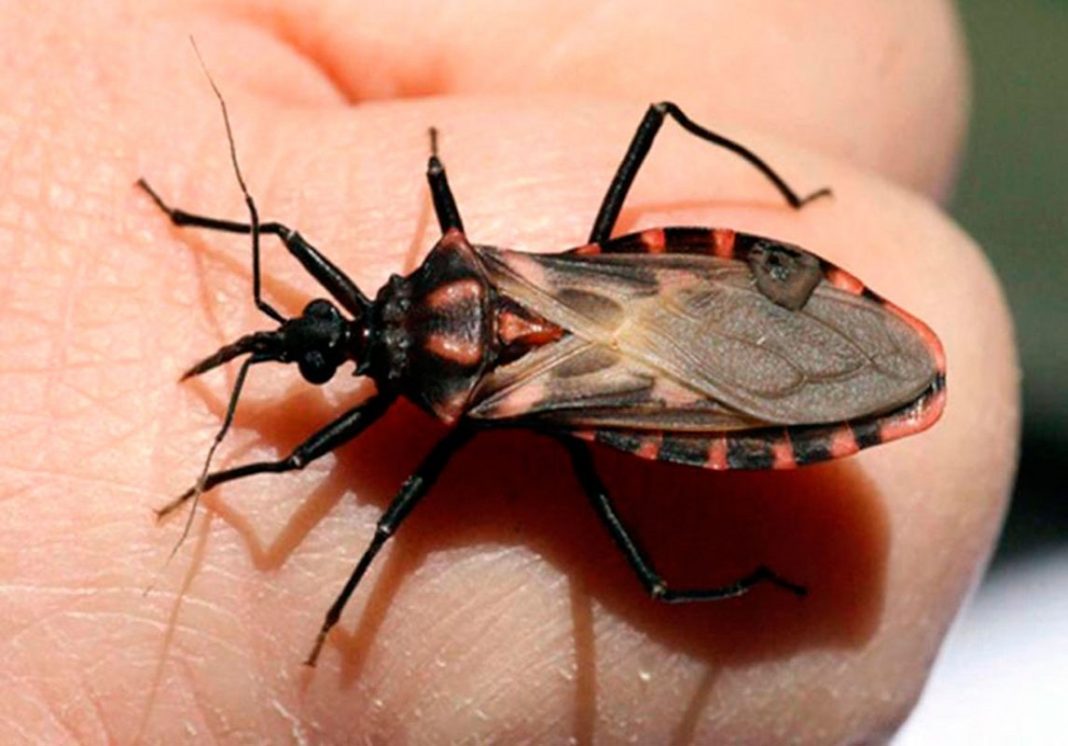 “Las personas creen que la enfermedad de Chagas no existe en Venezuela ...