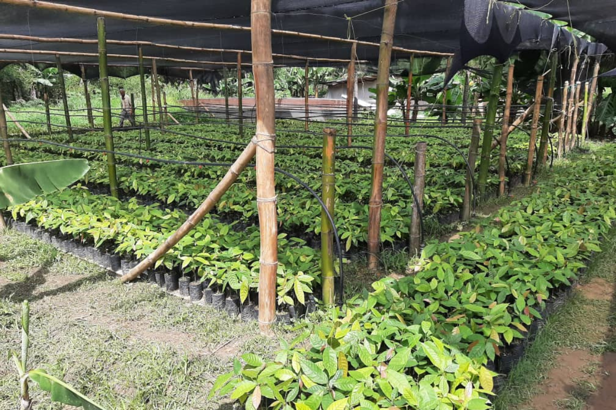 Cacao: Un legado de sabor, cultura y desafíos para los productores