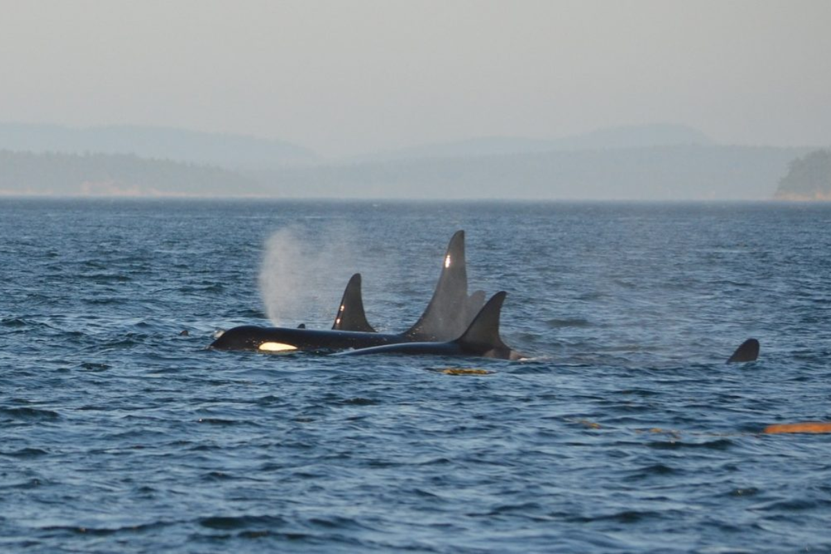 Orcas halladas en Chacopata pudieron haber perdido su ruta en aguas ...