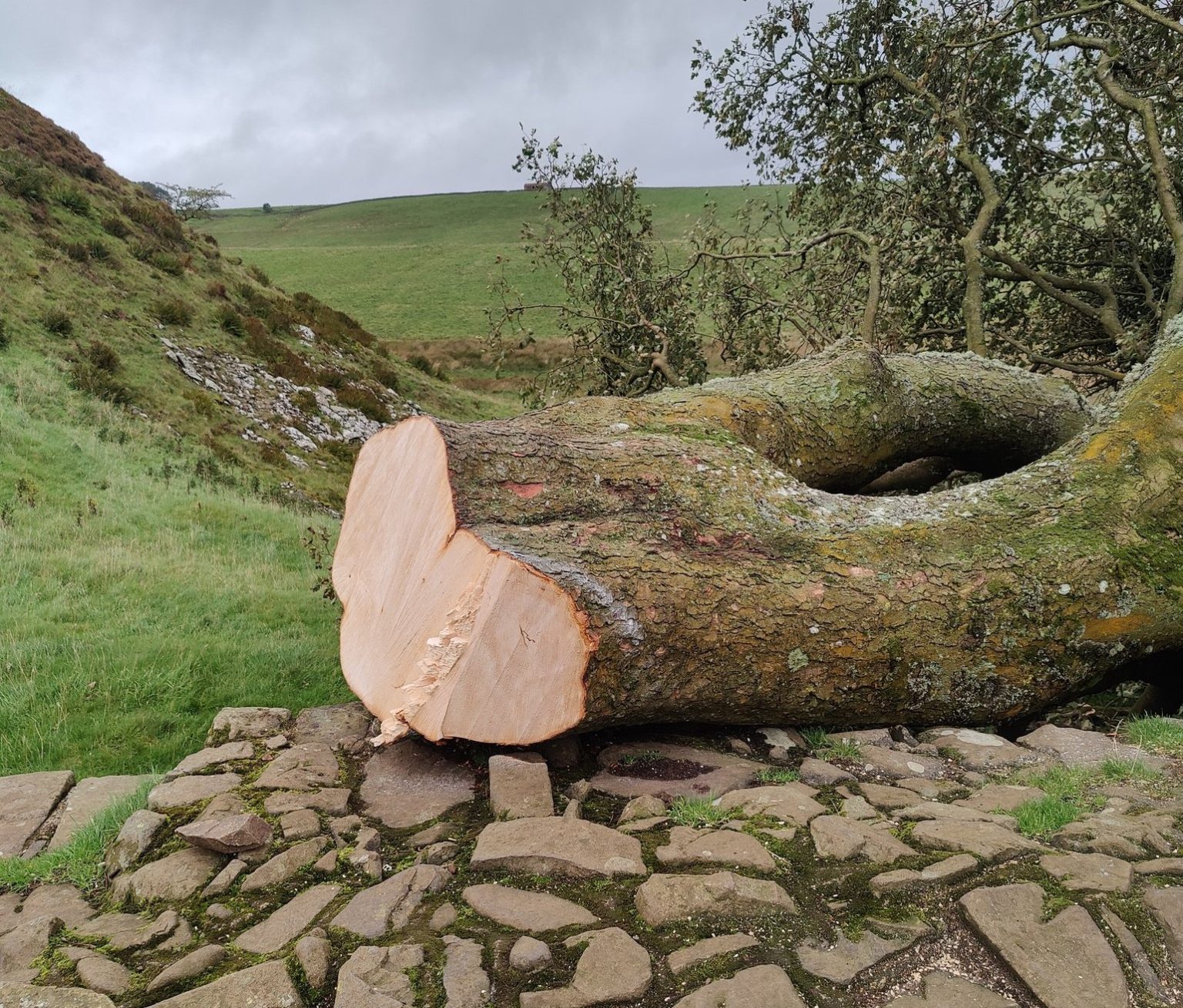 Dos acusados de talar el "árbol de Robin Hood" en Inglaterra