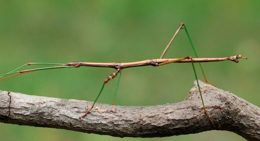 Insecto más largo del mundo fue descubierto en China